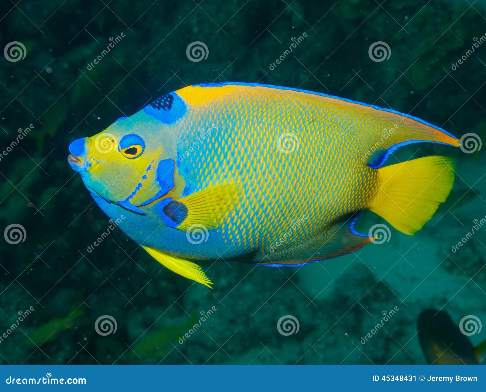 Queen Angelfish 01 stock image. Image of fish, queen - 45348431