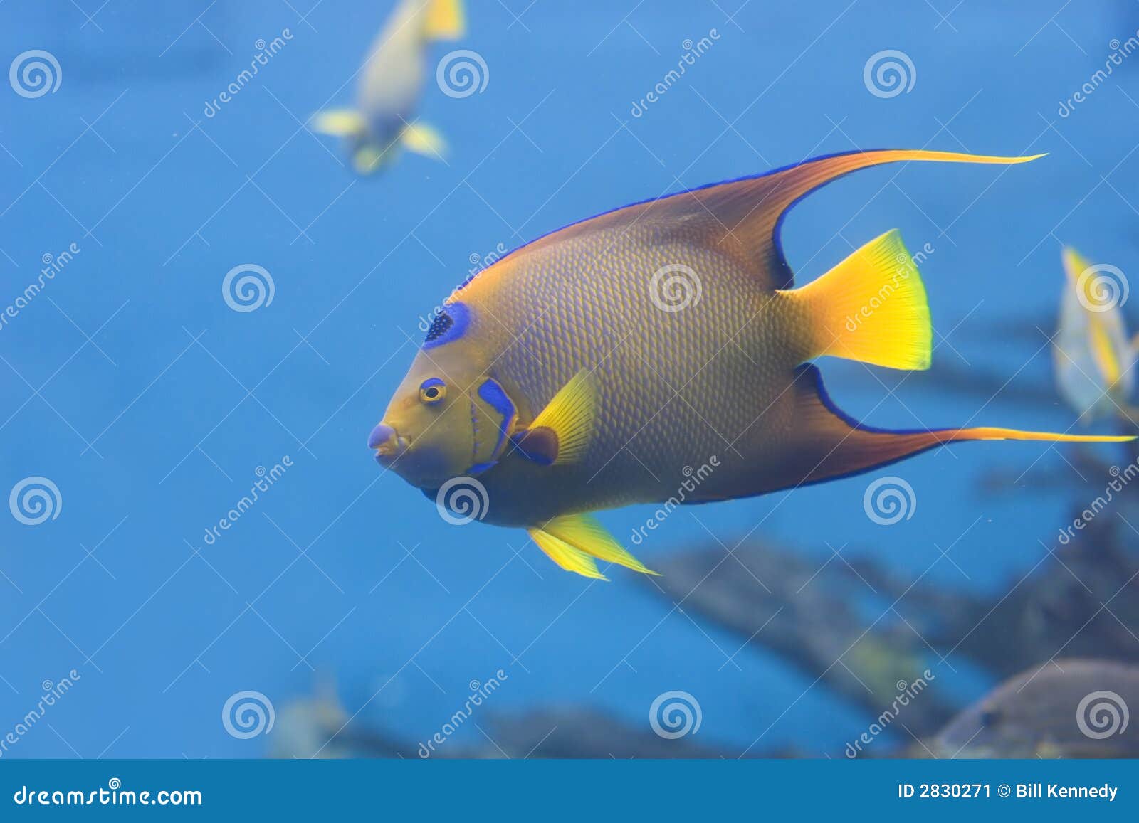 Queen Angelfish swimming stock image. Image of holacanthus - 2830271