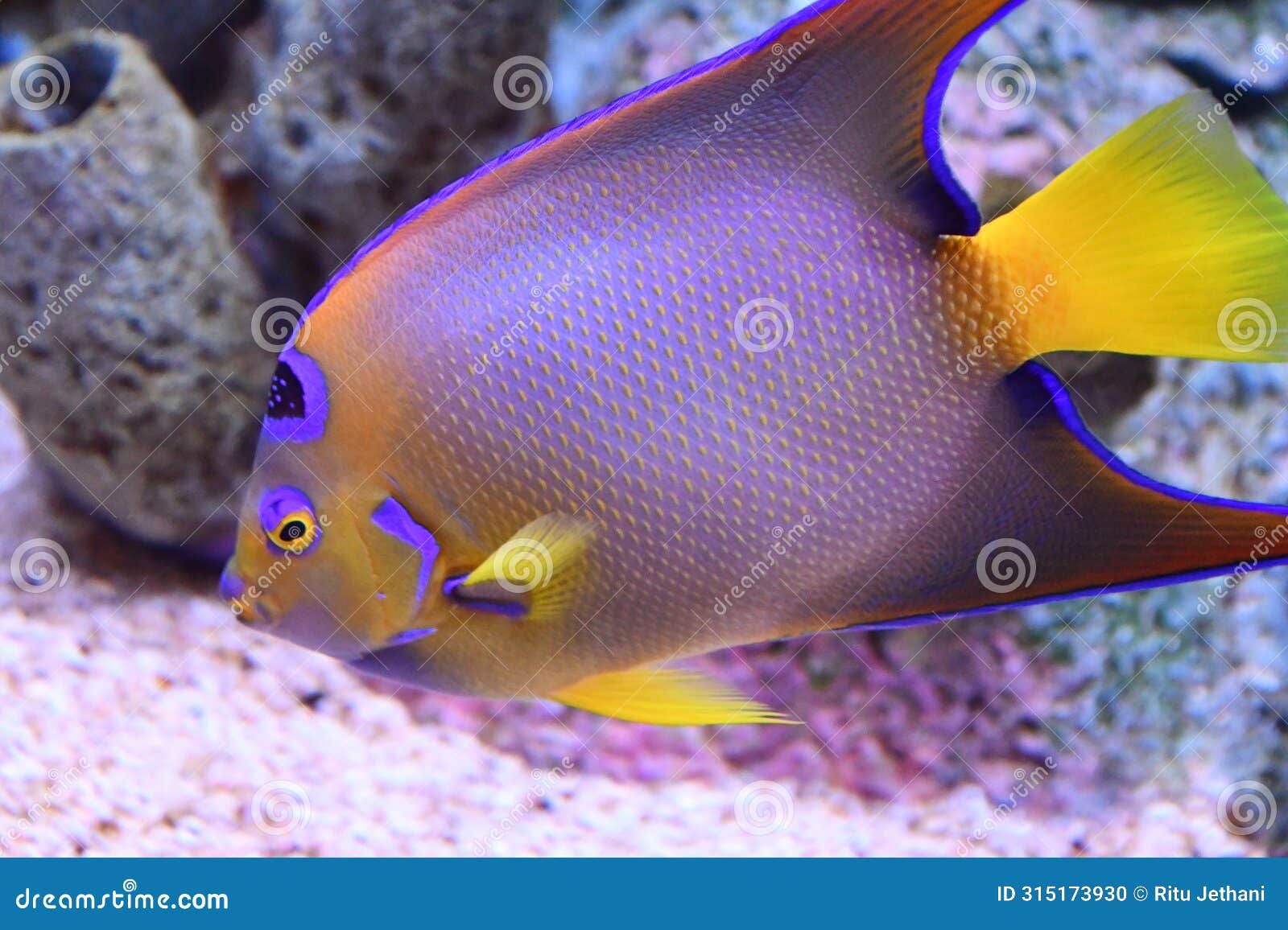 A Queen Angelfish in Water stock photo. Image of holacanthus - 315173930