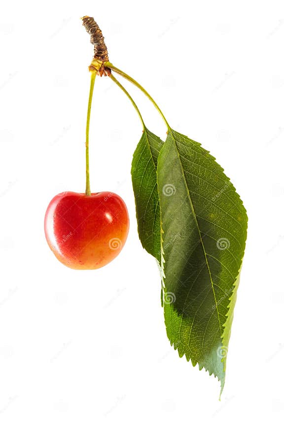 Queen Anne Cherry stock image. Image of sweet, cherry - 26503877