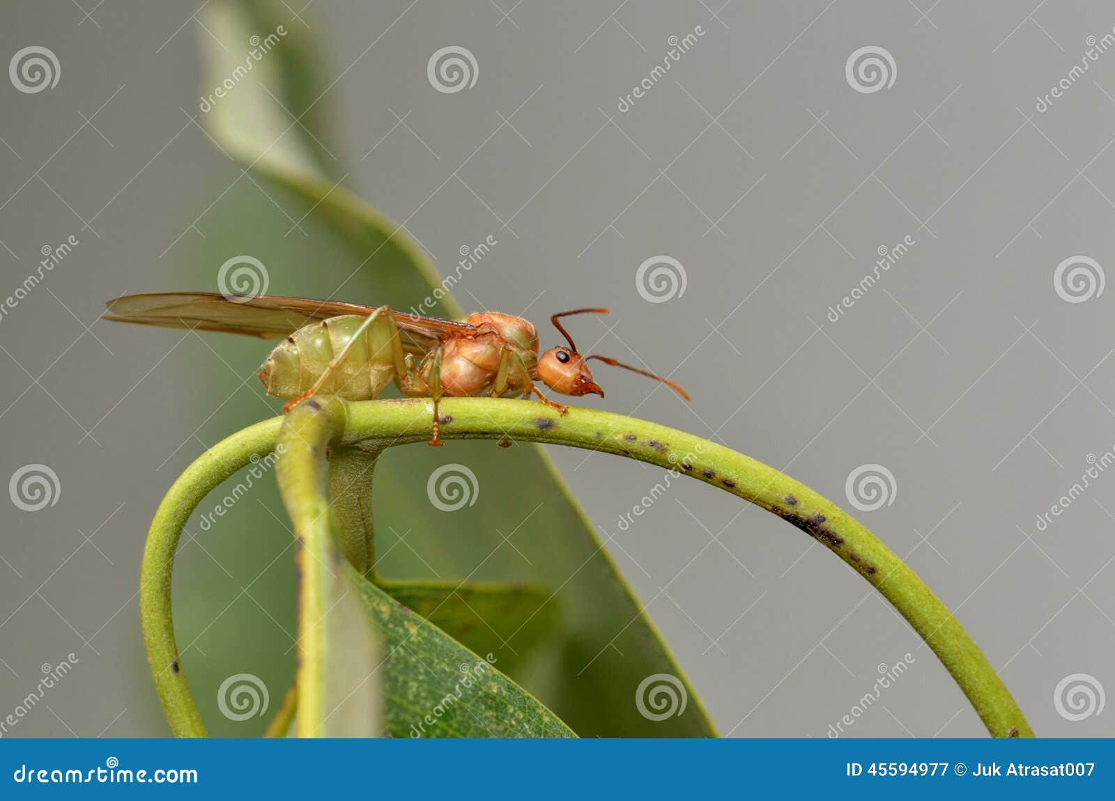 Queen ant stock image. Image of queen, garden, green - 45594977