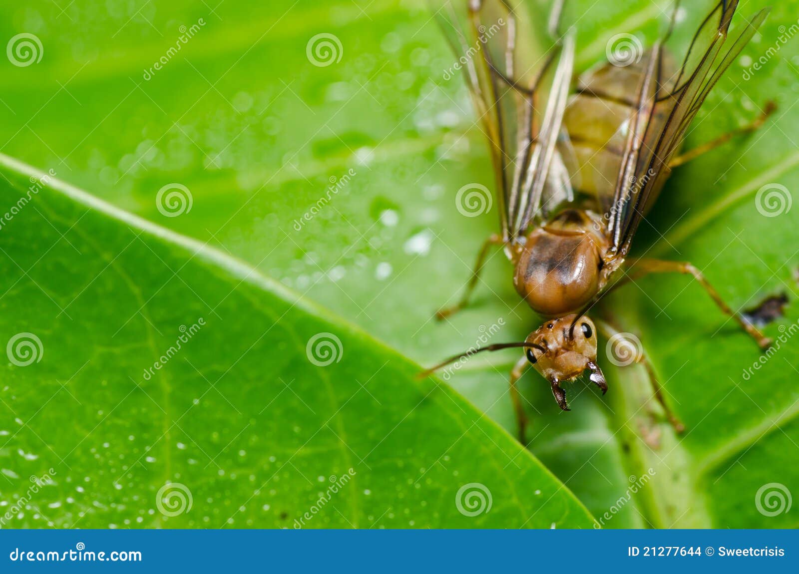 Queen ant in green nature stock photo. Image of female - 21277644