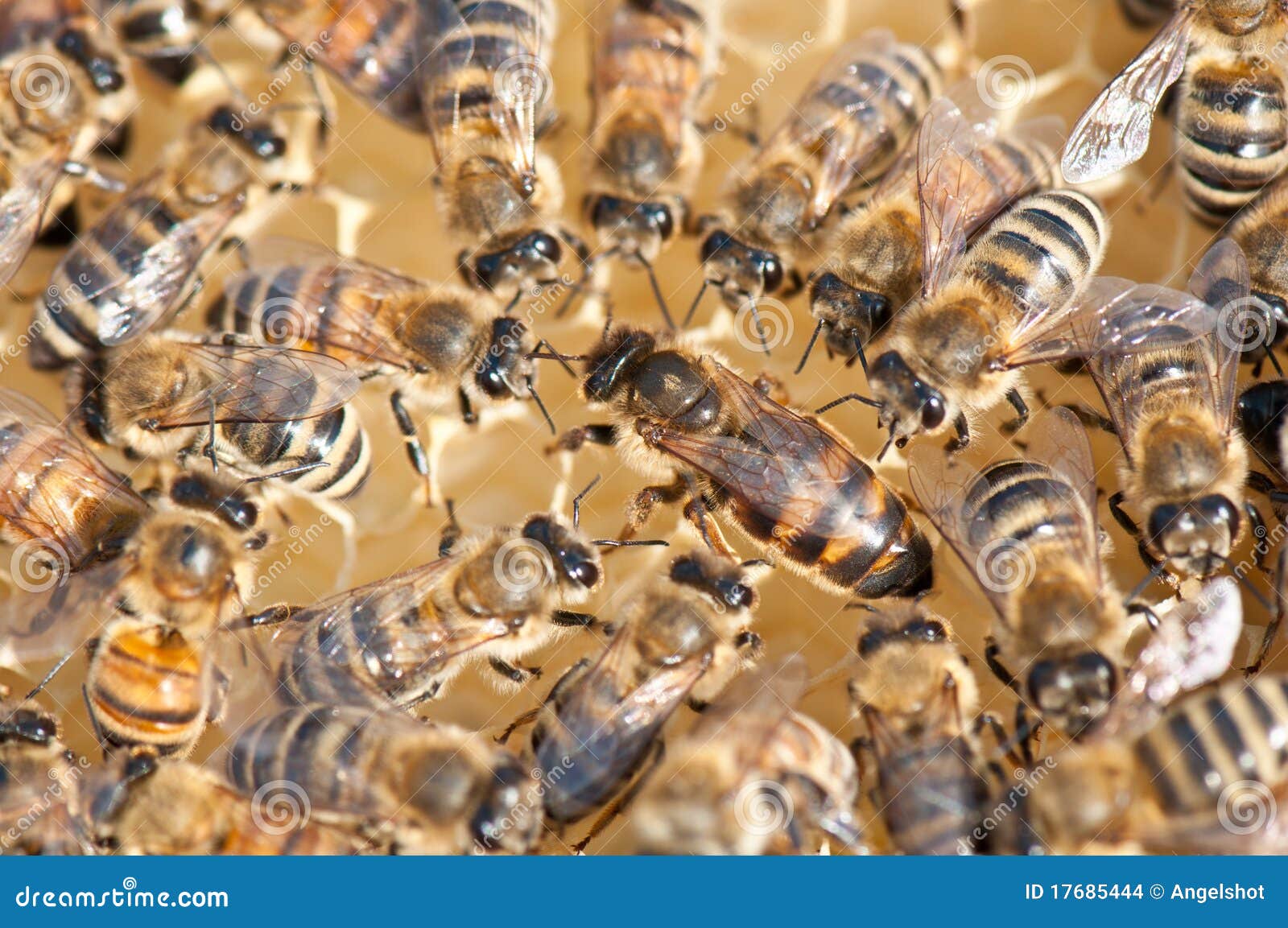 Queen bee stock photo. Image of insect, closeup, honeycomb - 17685444