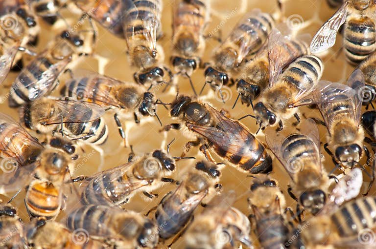 Queen bee stock photo. Image of insect, closeup, honeycomb - 17685444