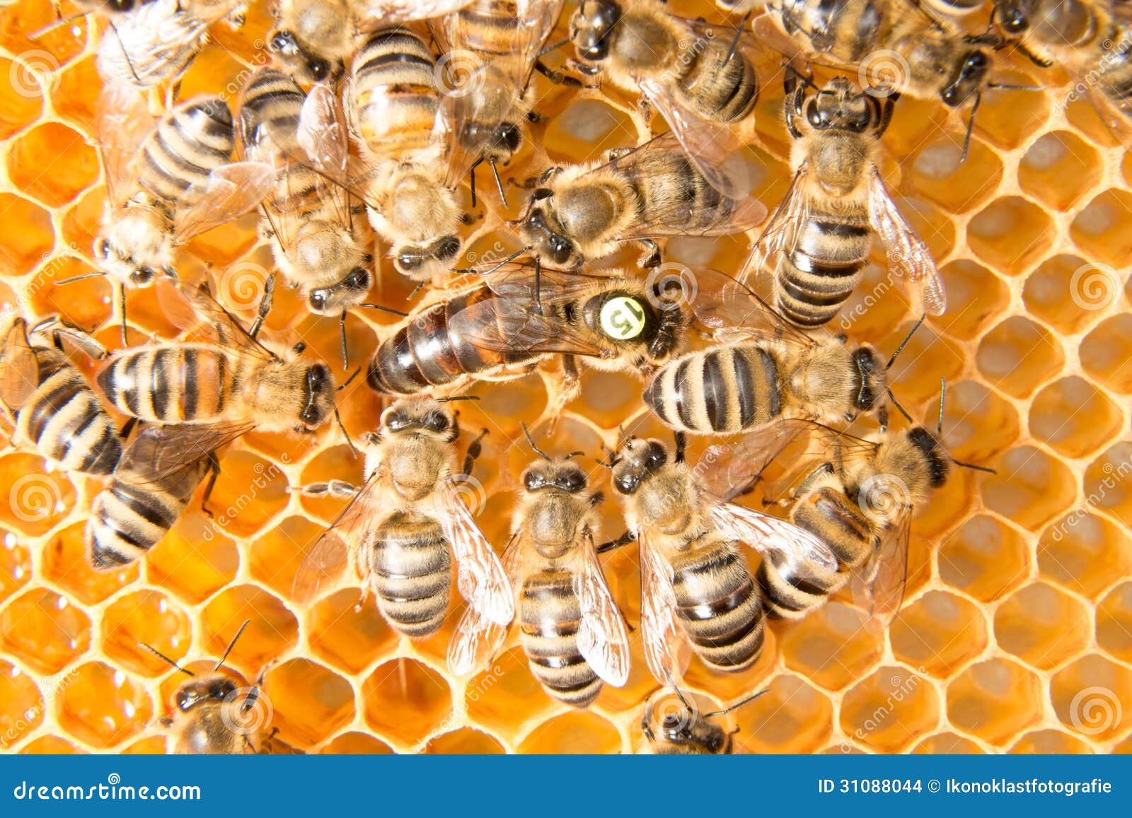 Queen Bee in Bee Hive Laying Eggs Stock Photo - Image of honeycomb ...