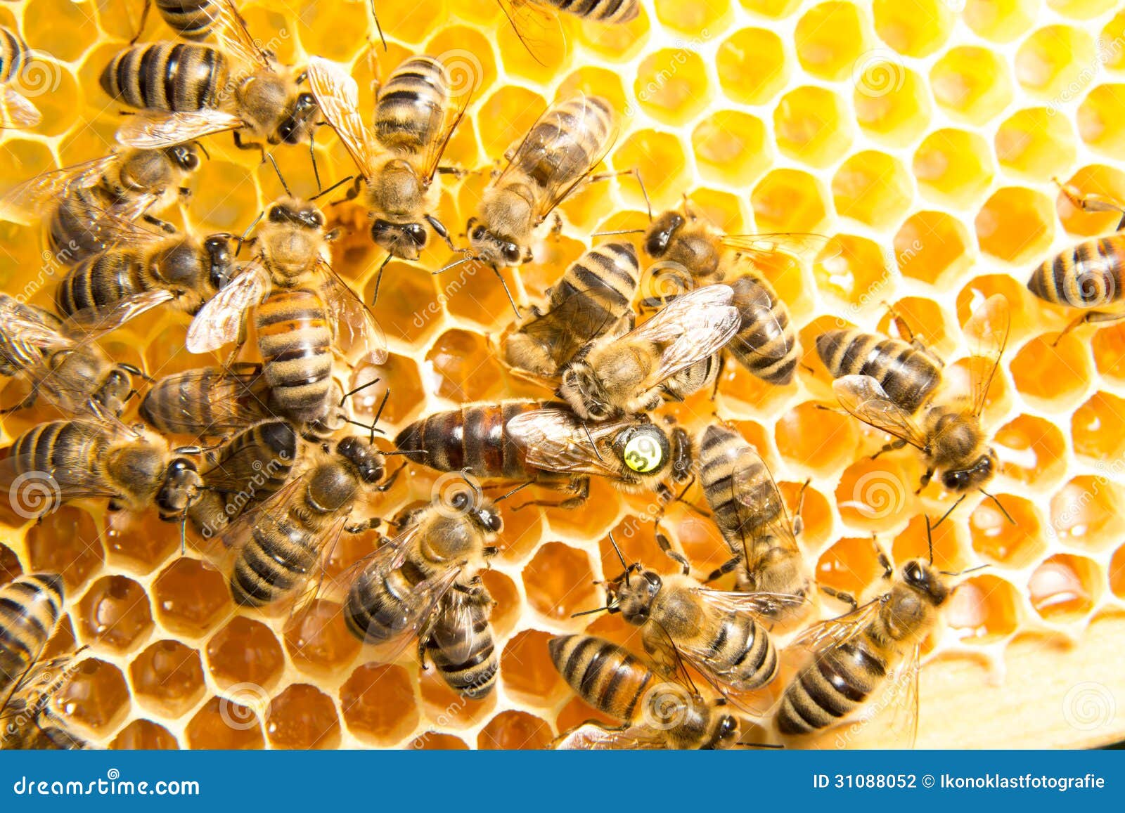 A Queen Laying Eggs On New Brood Frame With Uncapped Honey And Brood ...