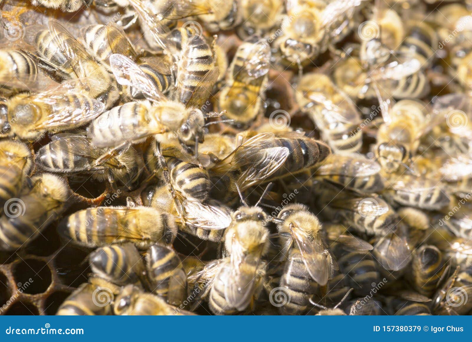 Queen Bee in a Bee Hive Surrounded Stock Image - Image of worker, cage ...