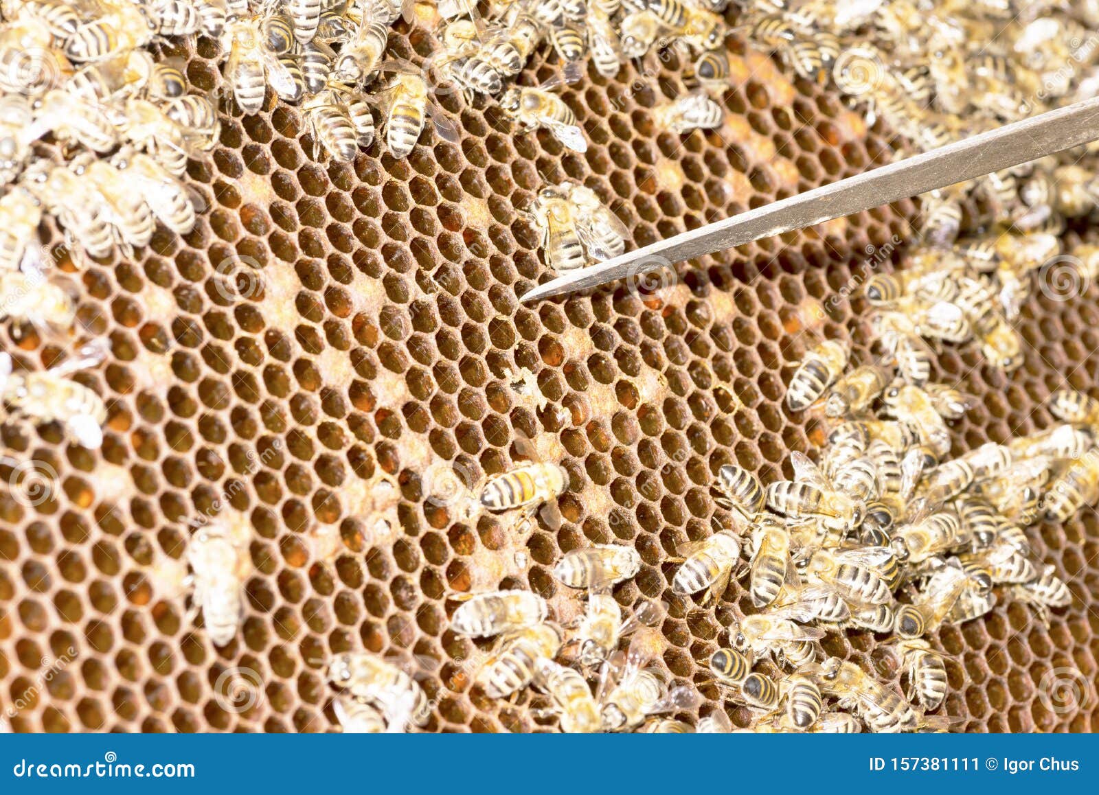 Queen Bee in a Bee Hive Surrounded Stock Image - Image of type, mother ...