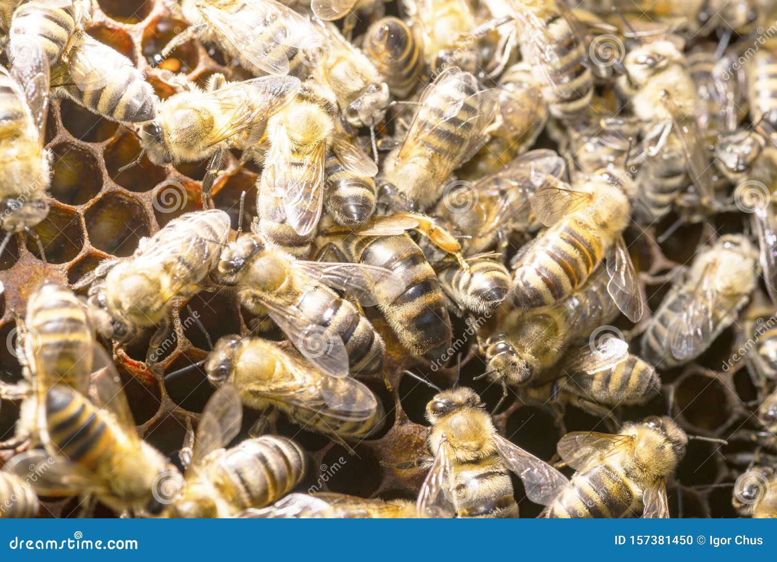 Queen Bee in a Bee Hive Surrounded Stock Photo - Image of white, type ...