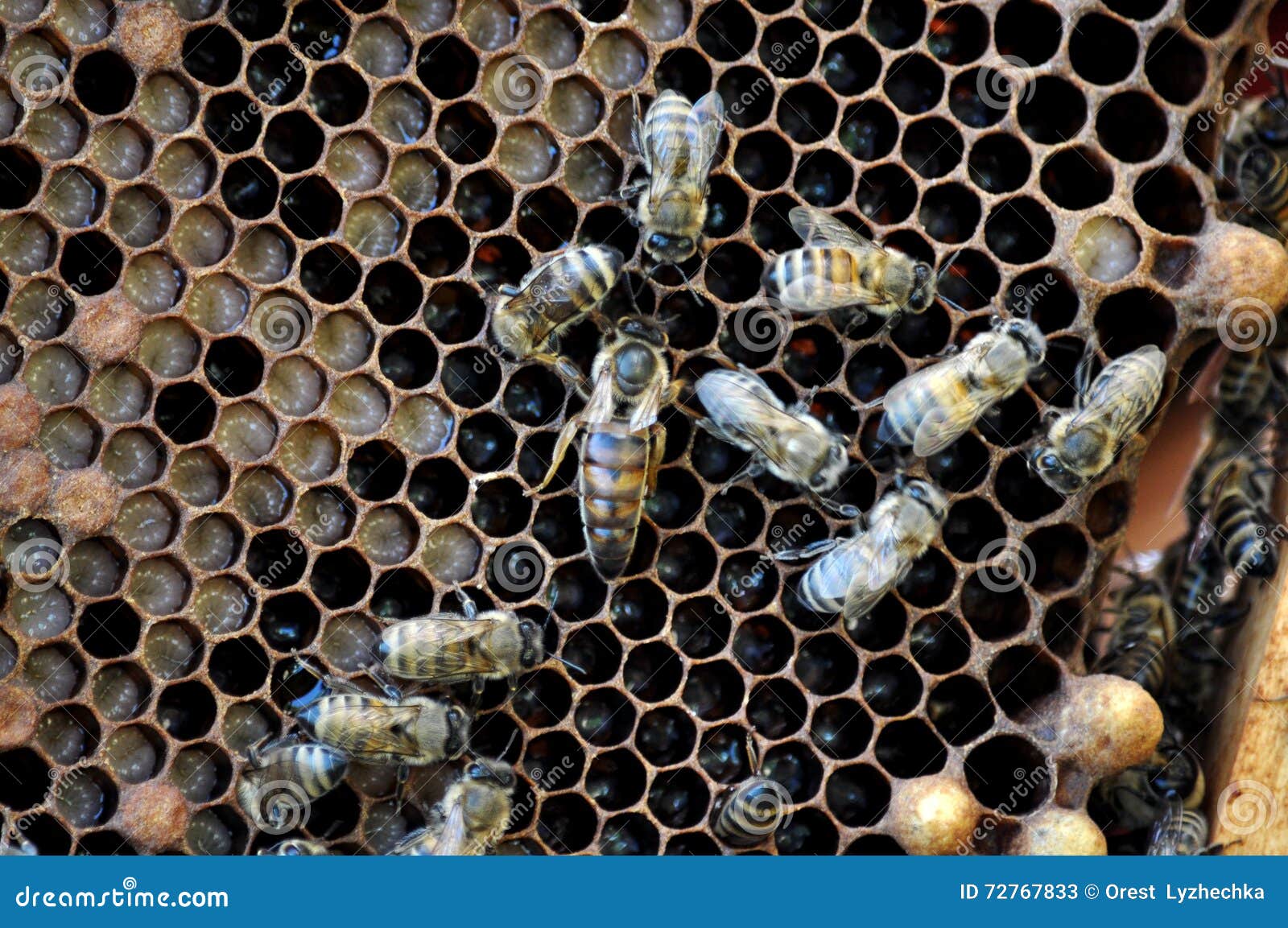 Queen Bee in a Beehive Frame Stock Image - Image of queen, testicular ...