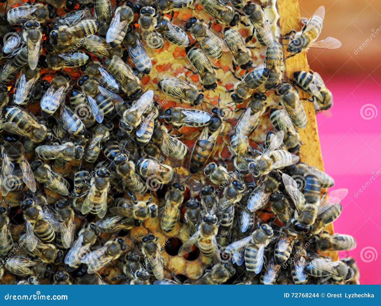 Queen Bee in a Beehive Frame_2 Stock Photo - Image of beeswax, insects ...