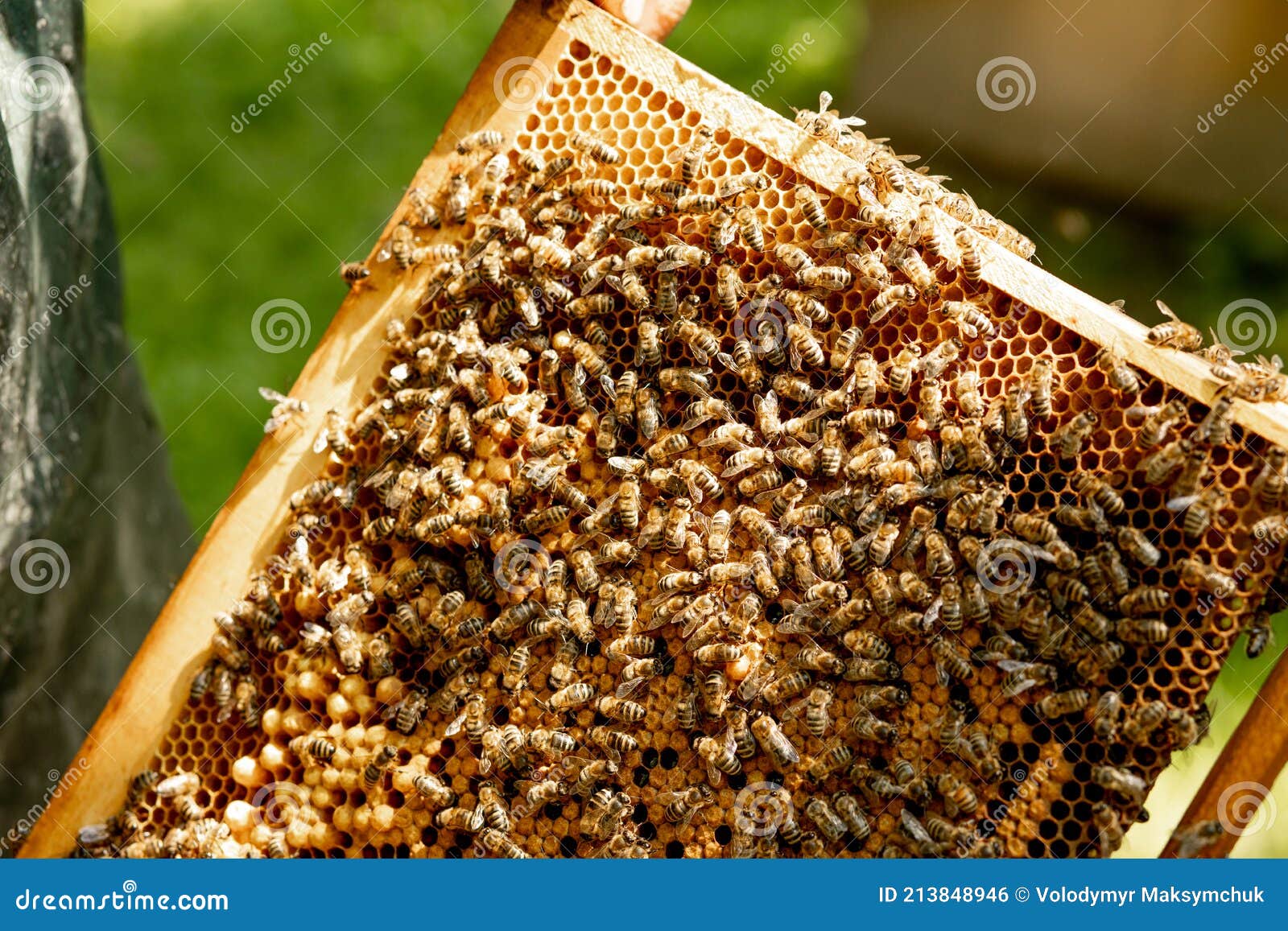Queen Bee in a Beehive Laying Eggs Supported by Worker Bees Stock Photo ...