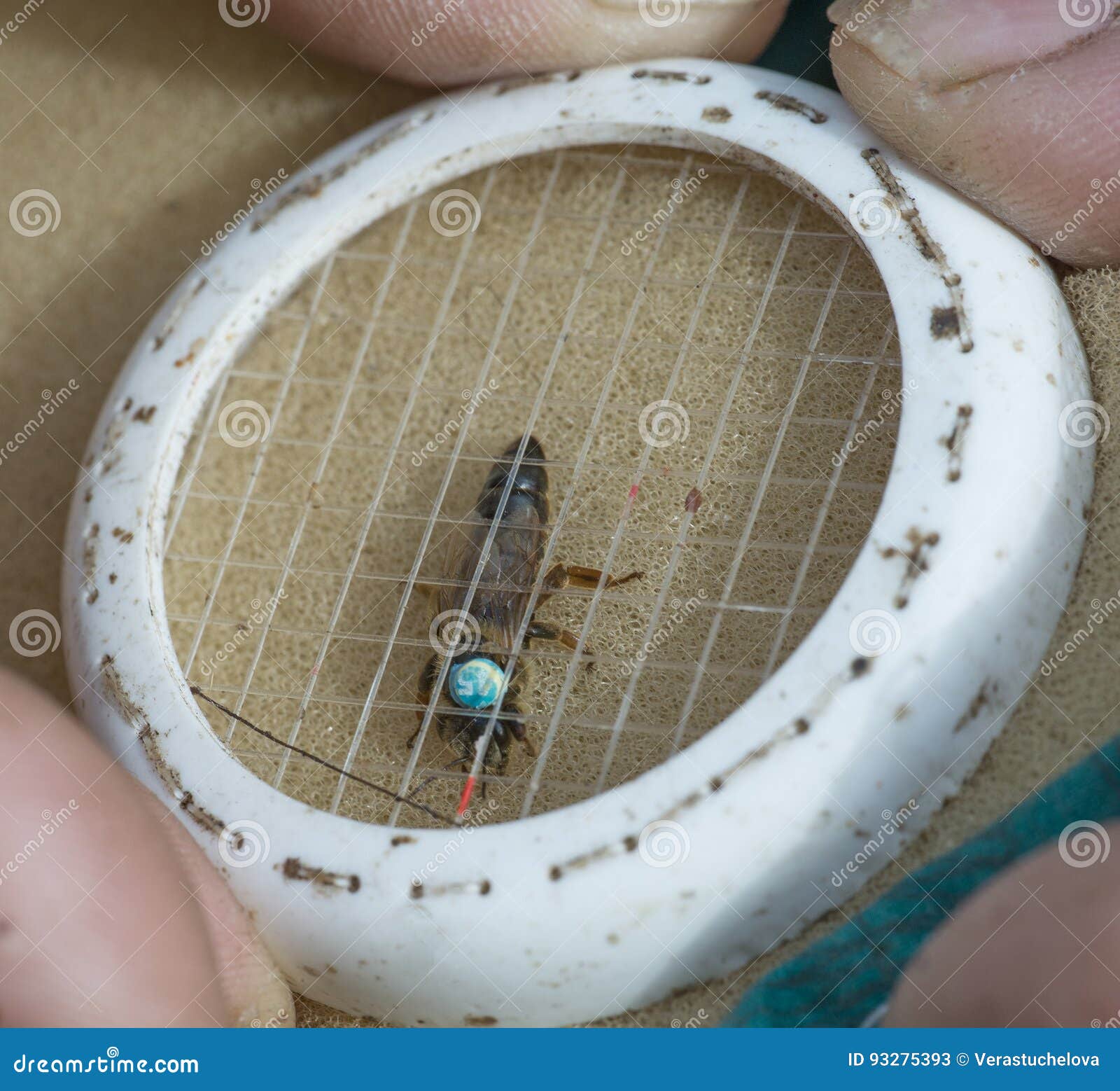 Queen Bee - Beekeeper Introducing a New Queen Bee To the Hive Stock ...