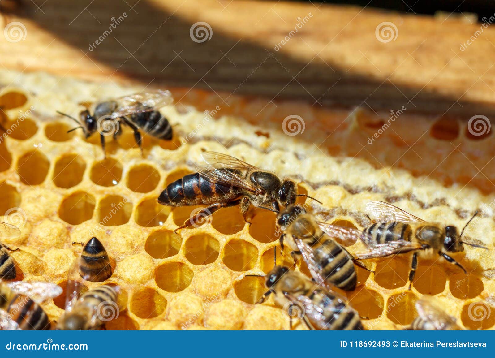 The Queen Bee with the Bees on the Combs Stock Image - Image of eggs ...