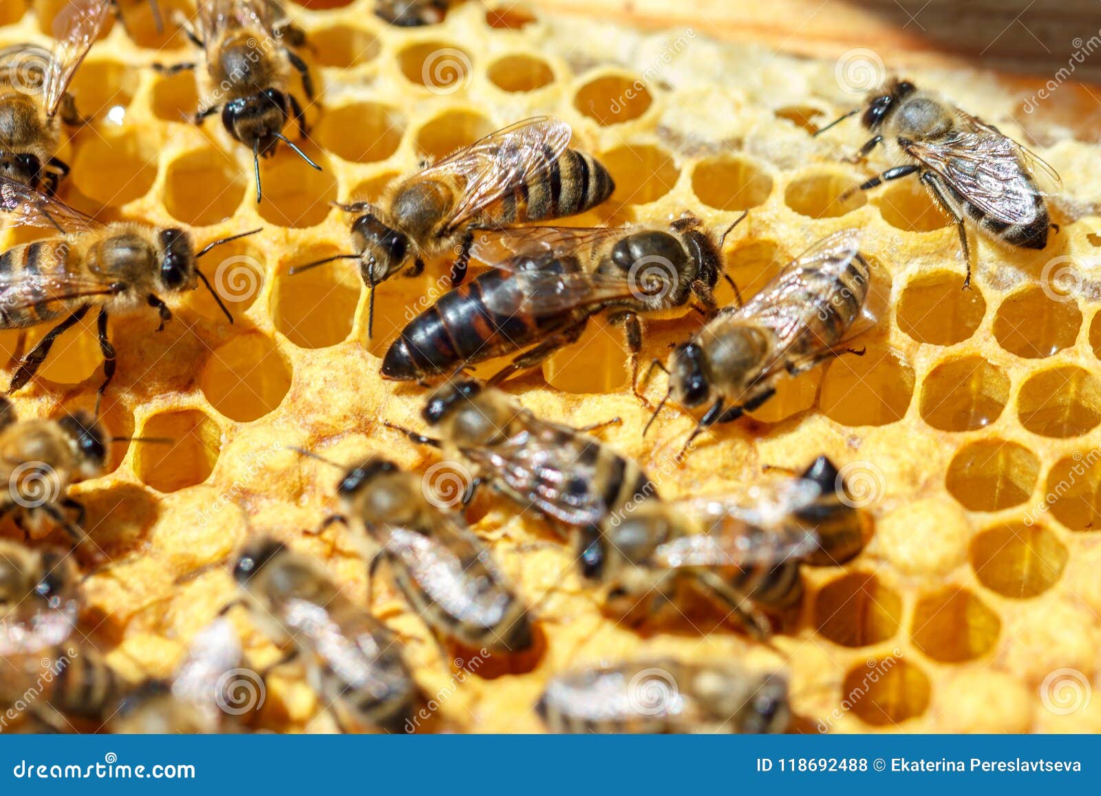 Bee Colony On Combs With Honey Inside The Hive. Royalty-Free Stock ...