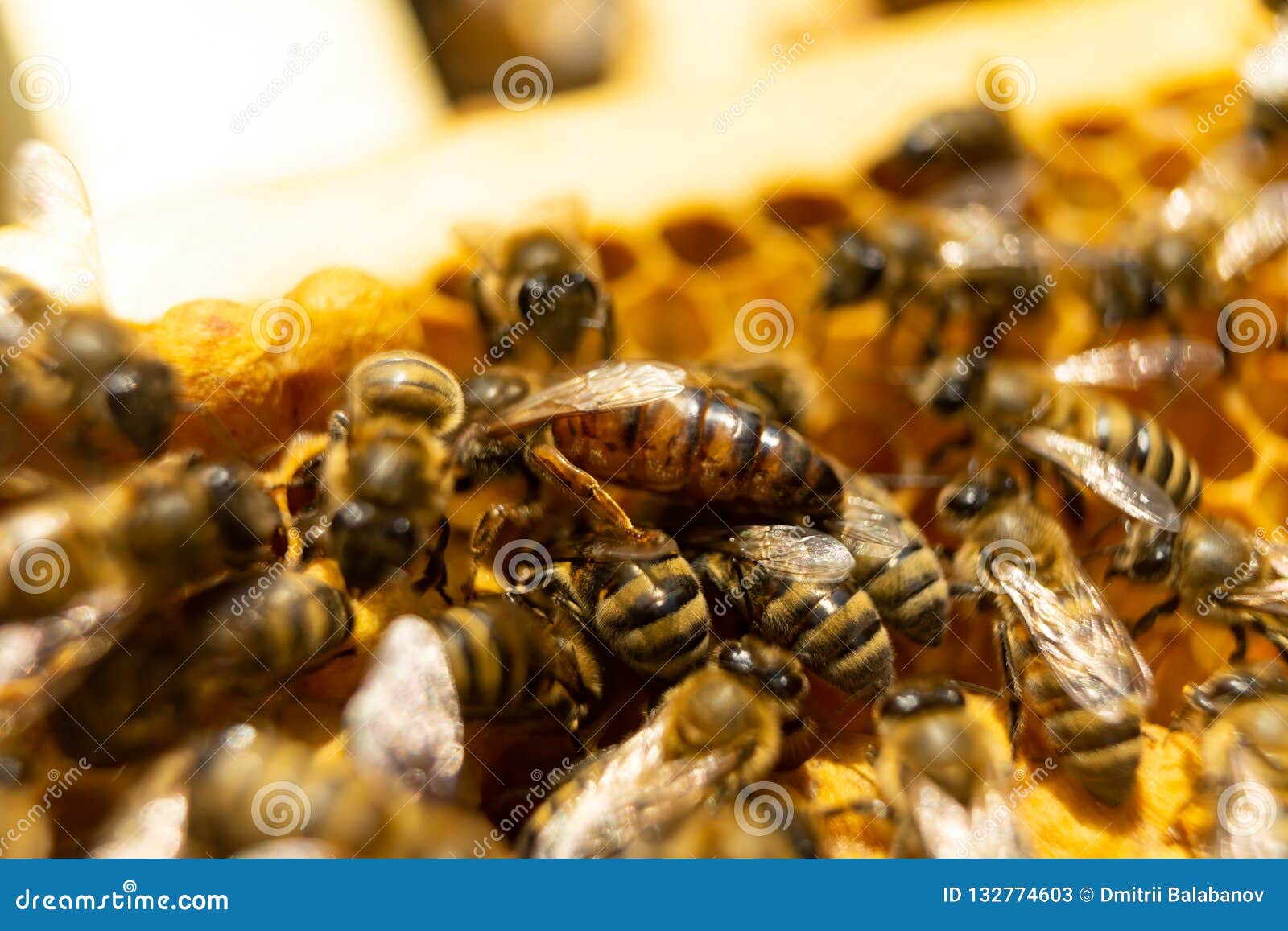 Queen Bee and Bees on a Honeycomb Close-up Stock Image - Image of ...