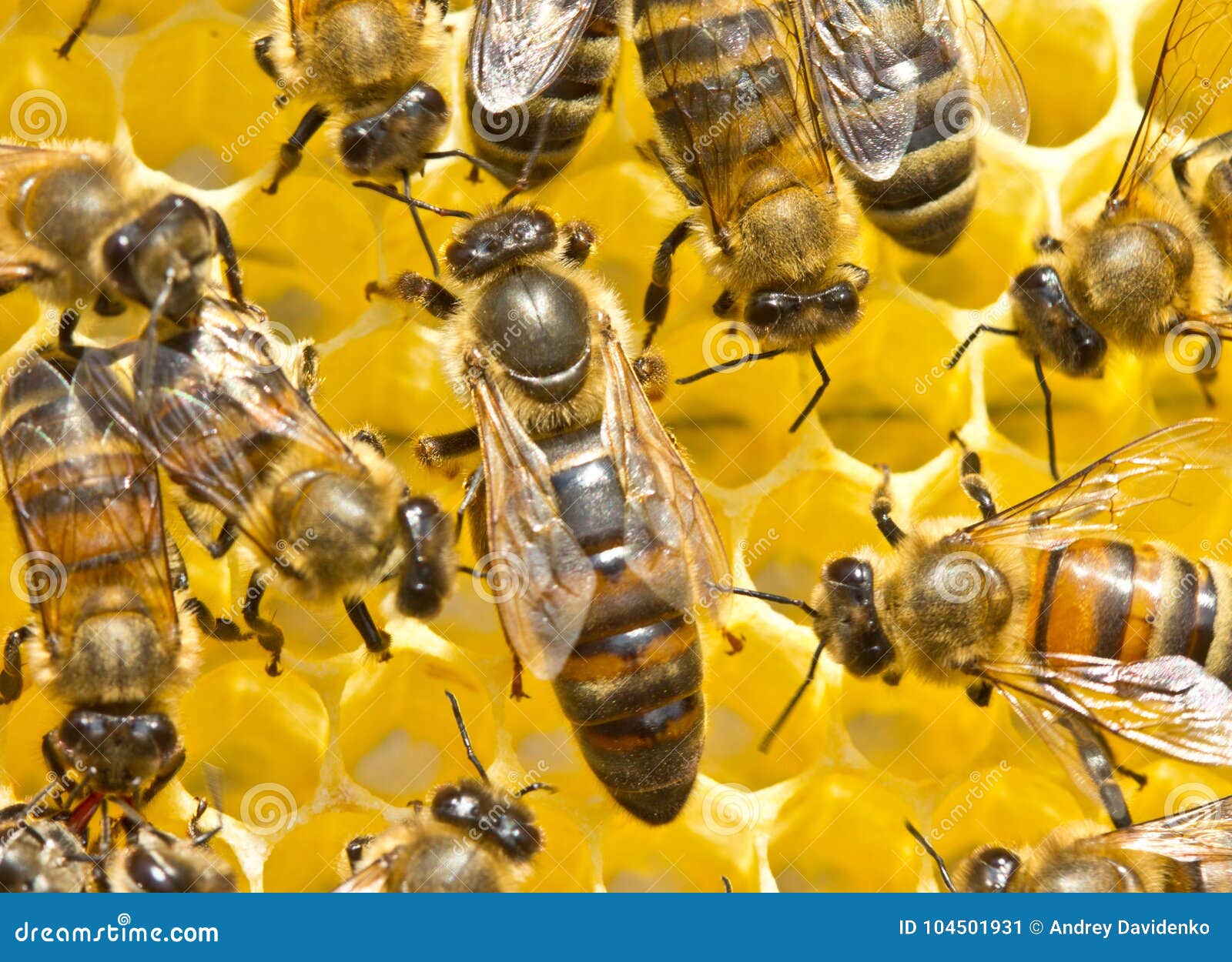 Queen Bee and bees stock image. Image of honeybee, instinct - 104501931