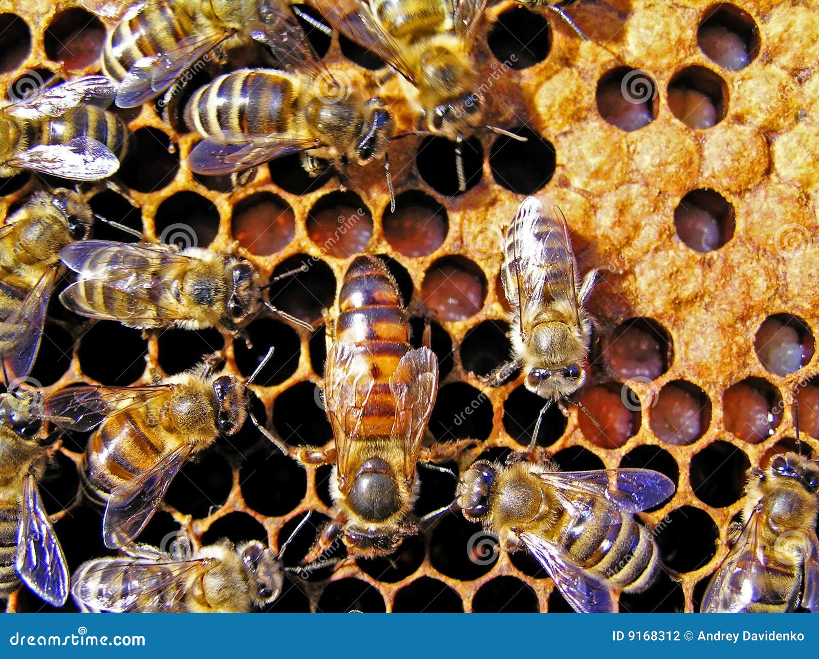 Queen bee behind work. stock photo. Image of animals, beekeeping - 9168312