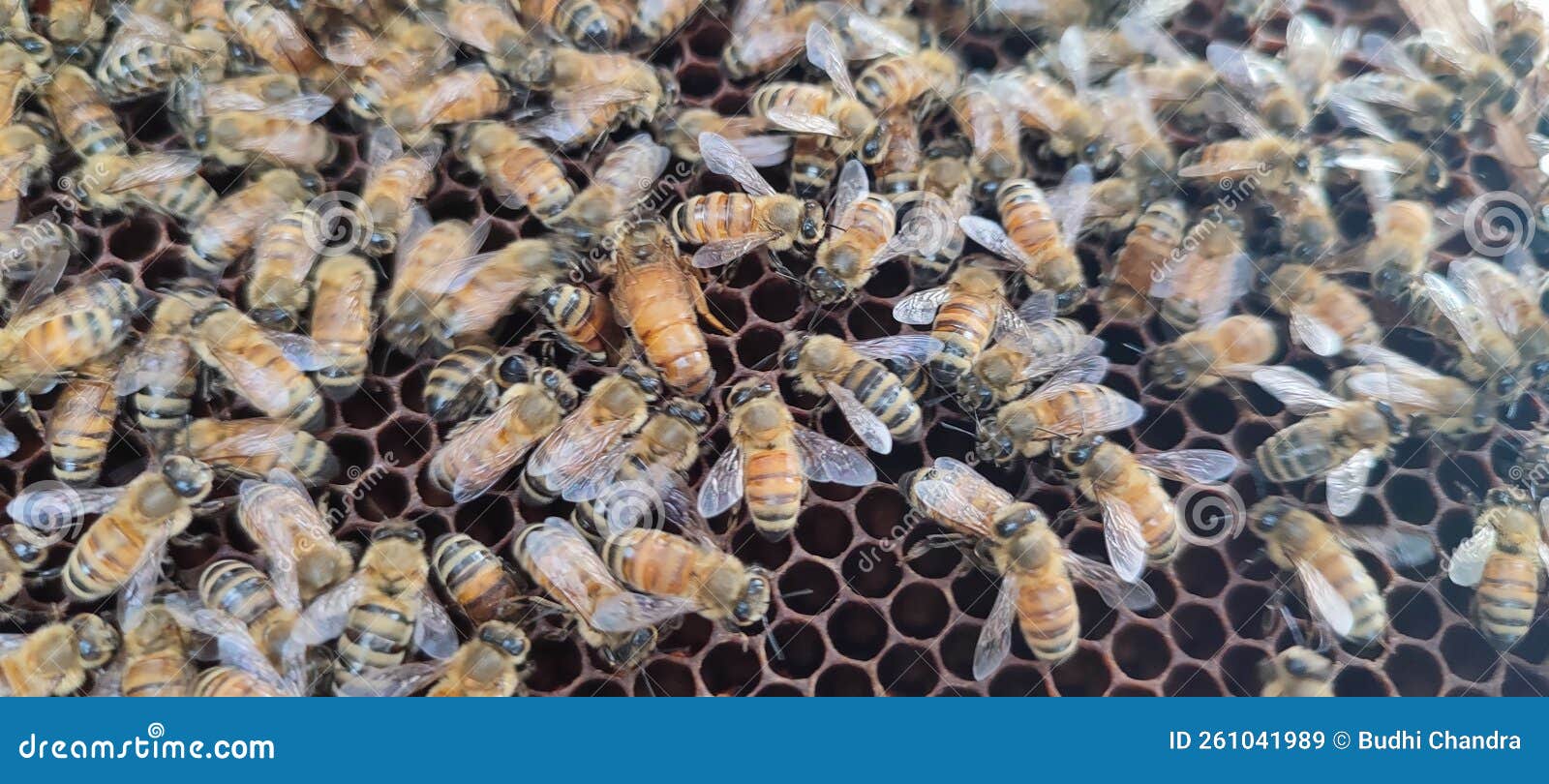 Queen bee cage stock image. Image of dlive, cage, honeycage - 261041989