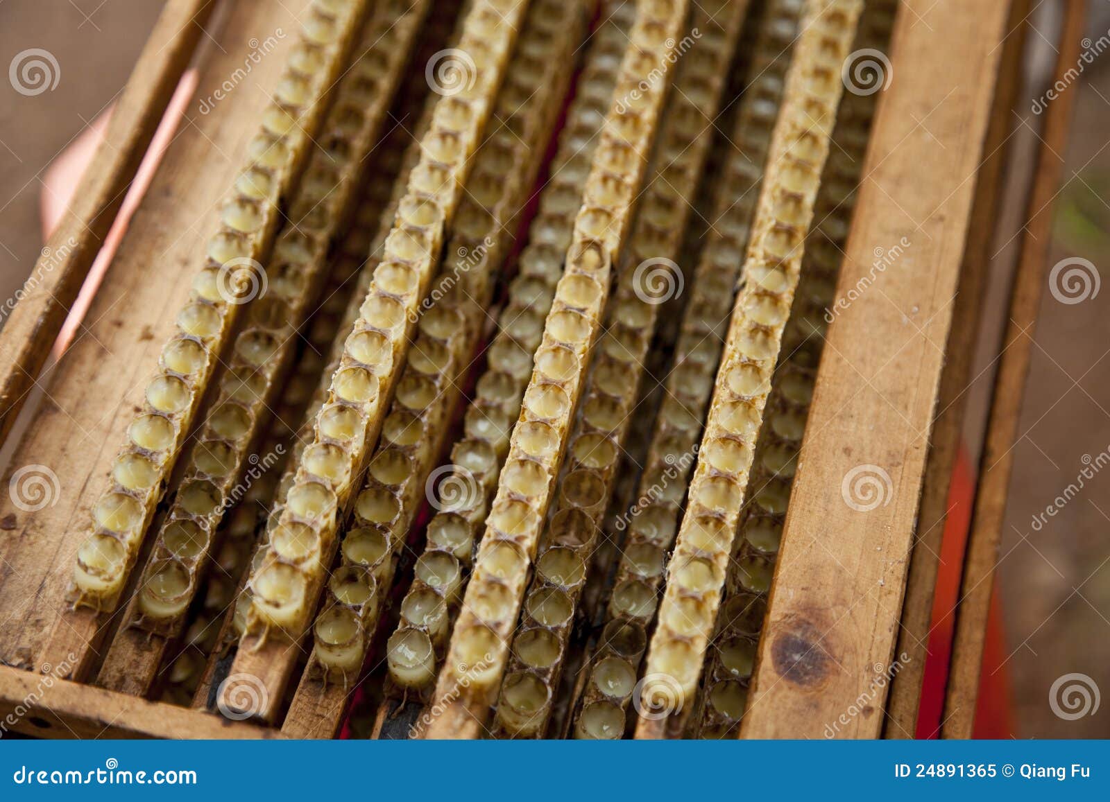 Queen Bee Cell Home with Royal Jelly Stock Image - Image of queen, cell ...