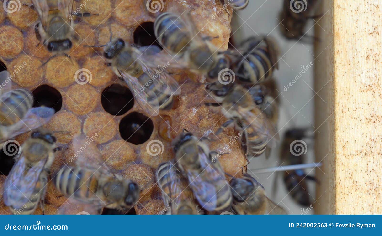 Queen Bee Cell. Queen Cells are Where Larva Develop and Mature into New ...