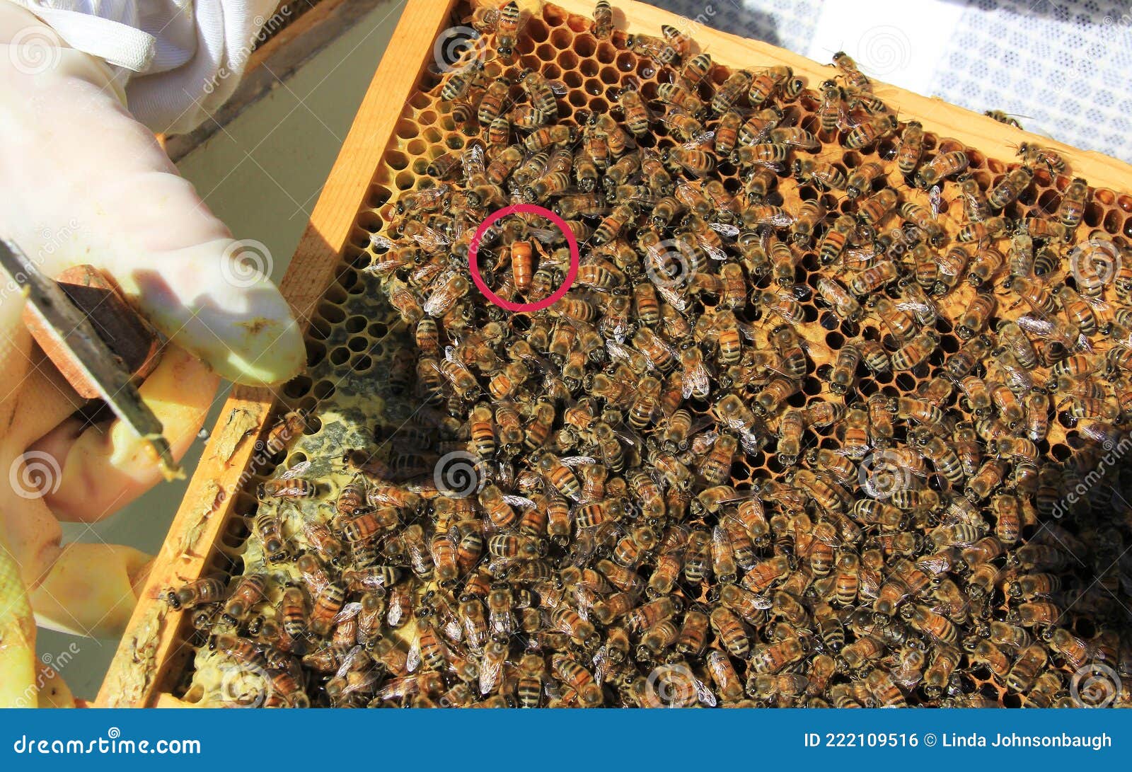 Queen Bee Circled among Her Workers on a Hive Frame Stock Photo - Image ...