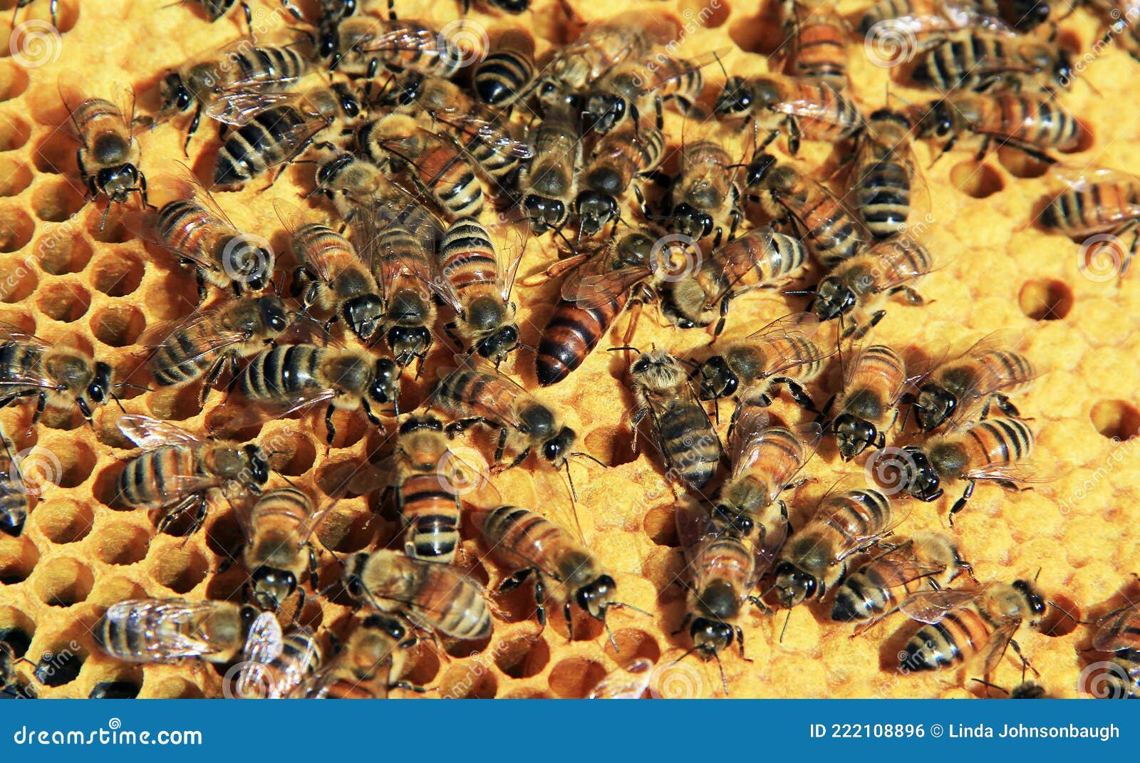 Queen Bee among Her Workers on a Hive Brood Nest Frame Stock Photo ...