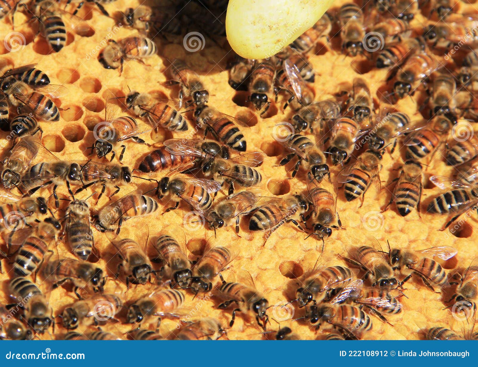 Queen Bee among Her Workers on a Hive Brood Nest Frame Stock Photo ...