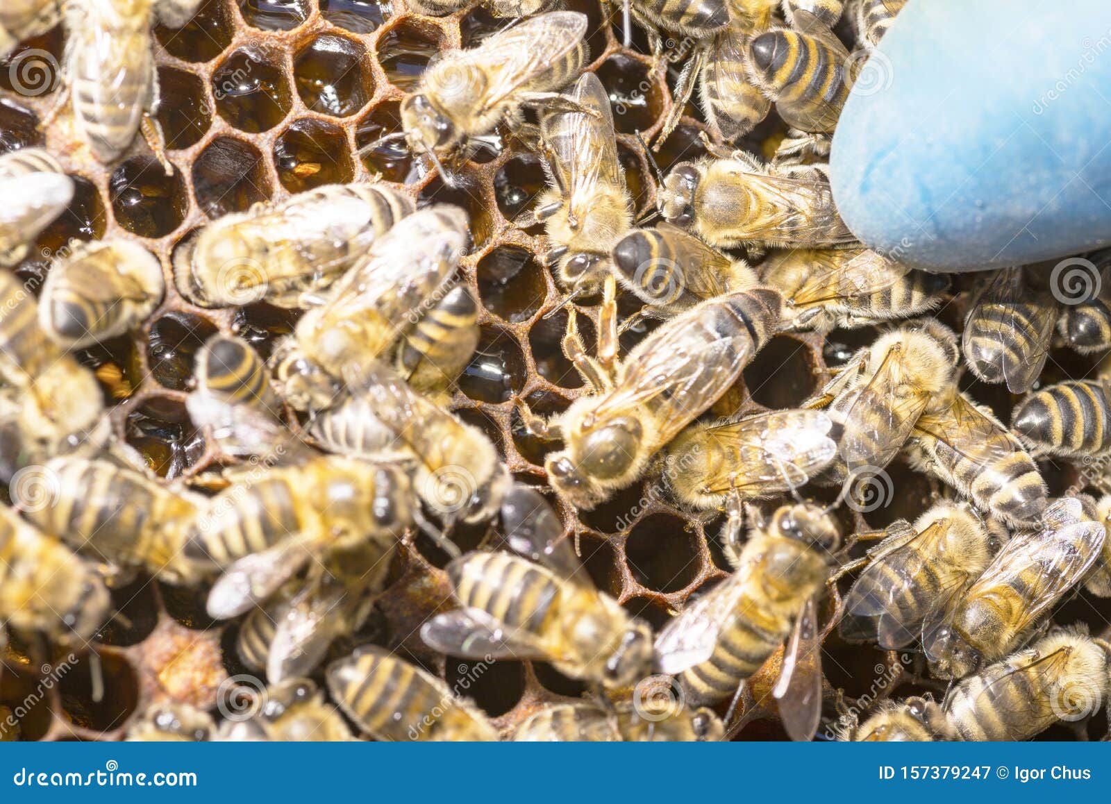 Queen Bee in a Bee Hive Surrounded by Bees 2019 Stock Image - Image of ...