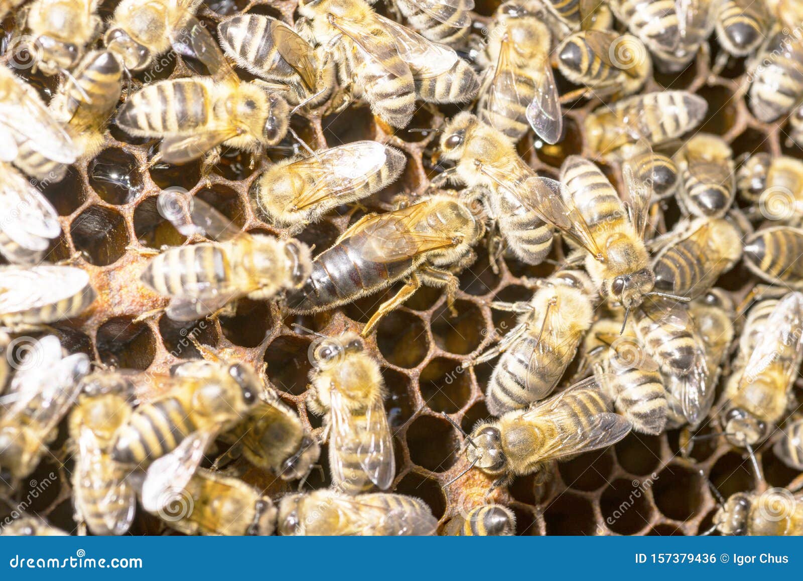 Queen Bee in a Bee Hive Surrounded by Bees 2019 Stock Photo - Image of ...
