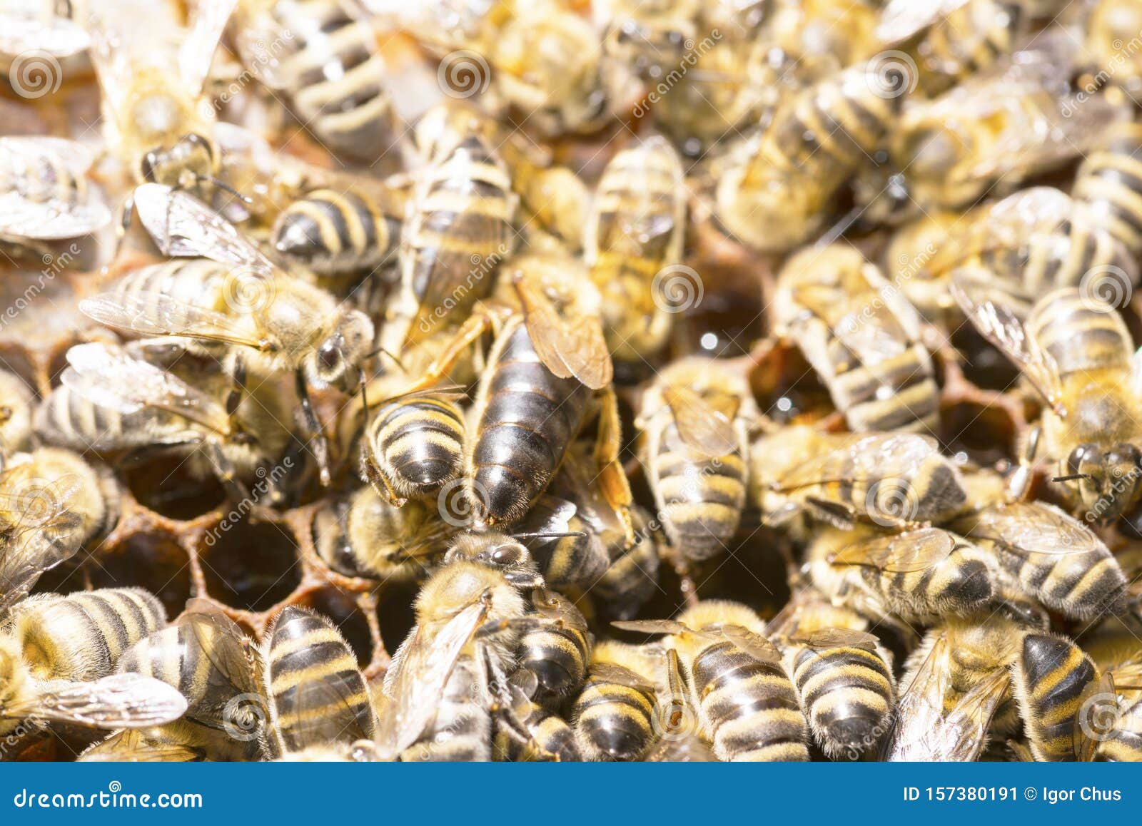 Queen bee hive - safetyAslo