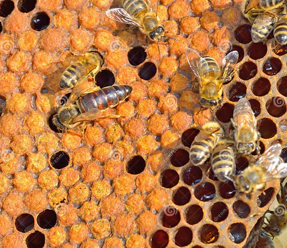 Queen bee stock photo. Image of honeyed, care, healthy - 38898326