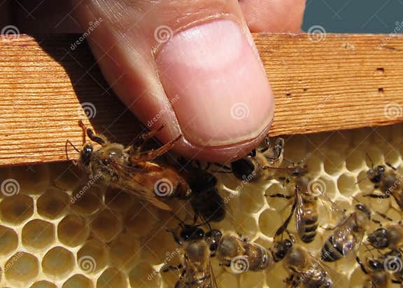 Queen-bee and human stock image. Image of cell, hives - 23207503