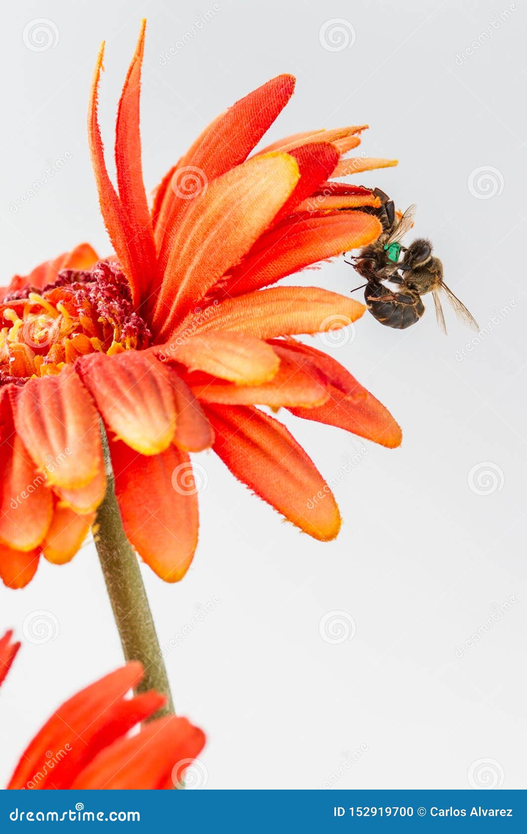 Queen Bee Kills Another Queen Bee Stock Photo - Image of honey, heather ...