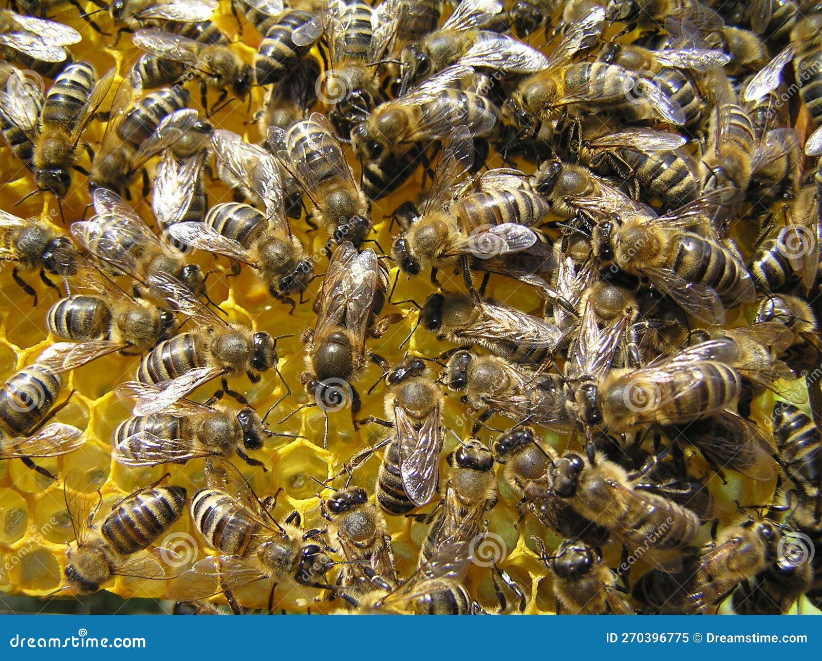 Queen Bee â€“ the Mistress of the Colony of Bees Stock Image - Image of ...