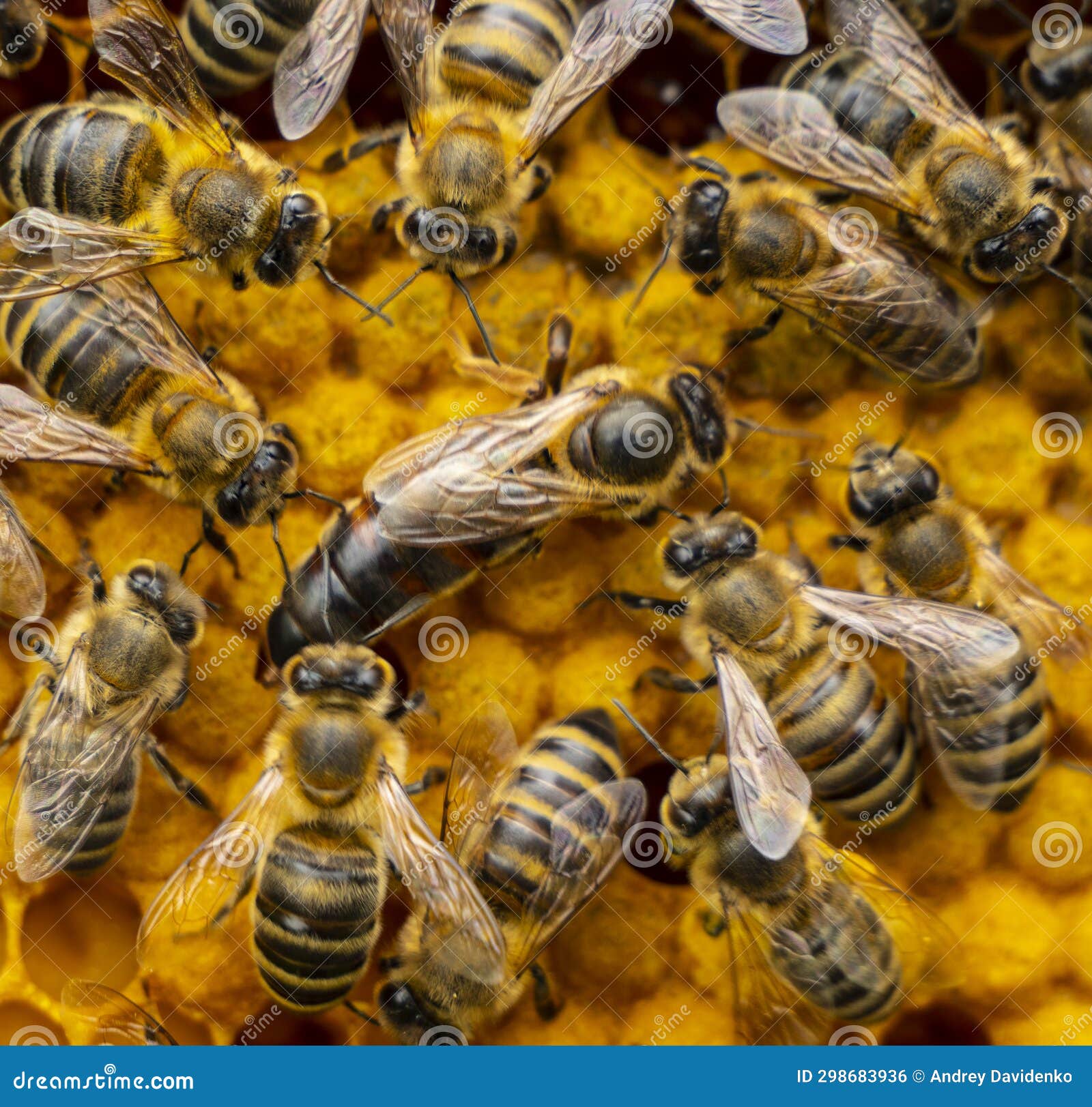 Queen Bee the Mistress of the Colony of Bees Stock Photo - Image of ...