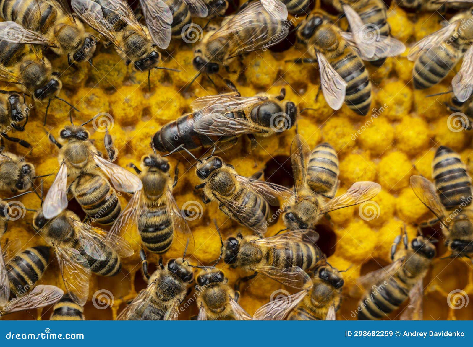 Queen Bee the Mistress of the Colony of Bees Stock Image - Image of ...