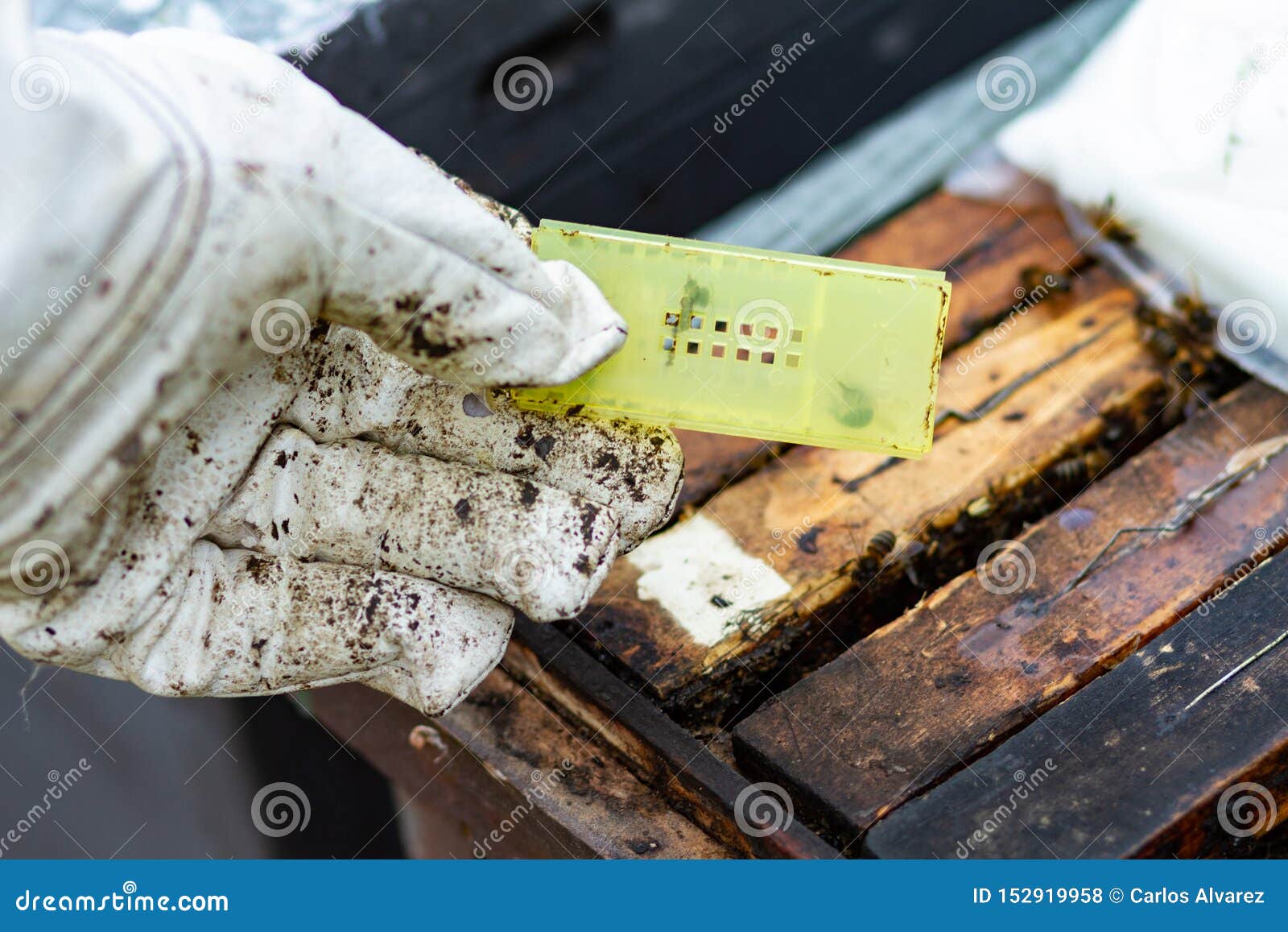Queen bee prison for hive stock photo. Image of background - 152919958