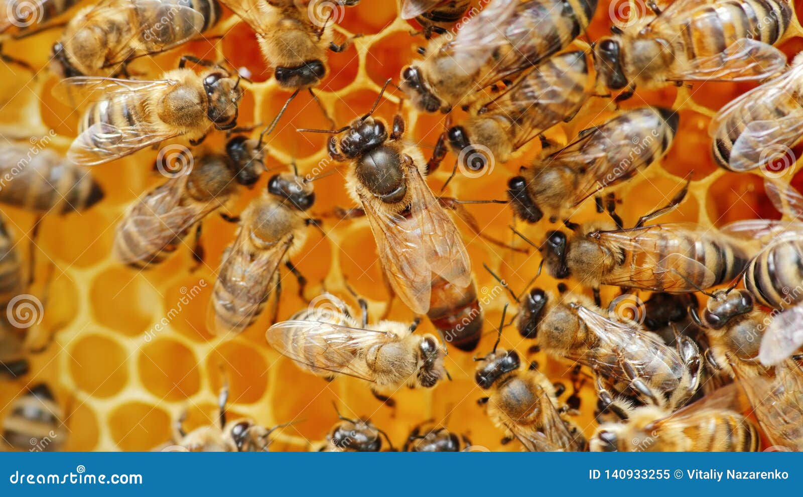 The Queen Bee Surrounded by Bees: that Support and Feed Stock Image ...