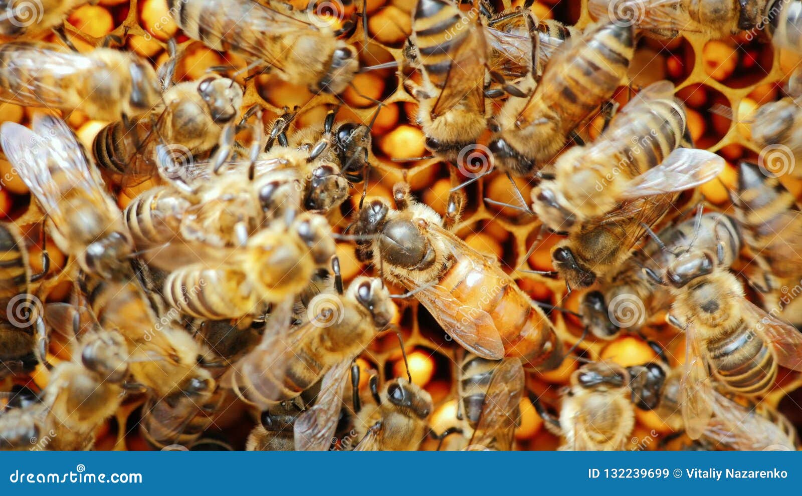 The Queen Bee Surrounded by Bees: that Support and Feed Stock Image ...