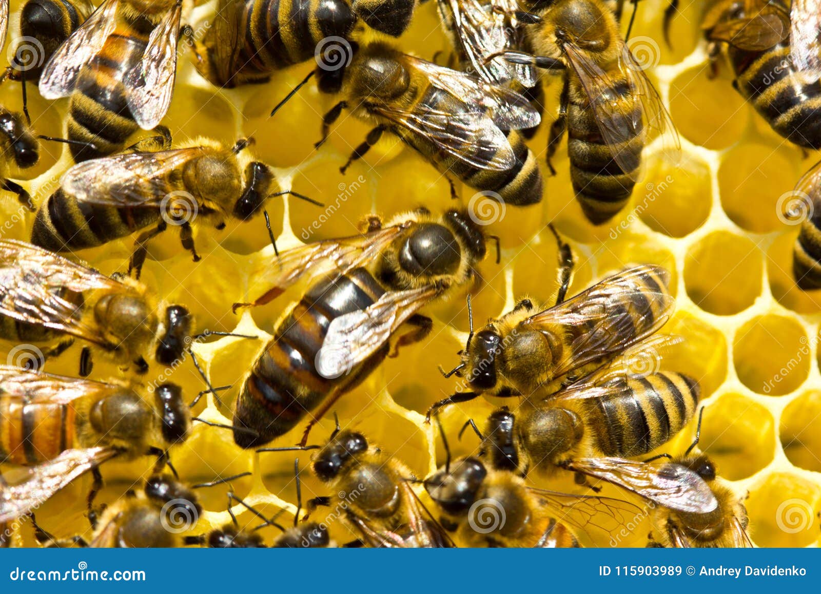 Queen Bee is always Surrounded by the Workers Bees Stock Image - Image ...