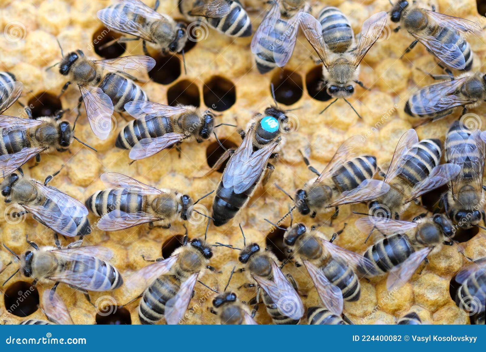 Queen Bee is always Surrounded by the Workers Bees - Their Servant ...