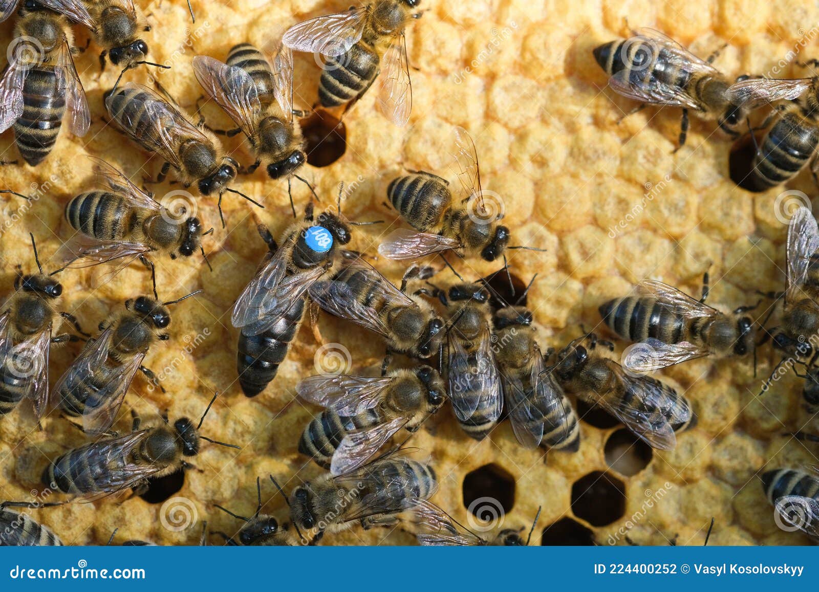 Workers Bees Hard At Work Collecting Honey Stock Photography ...