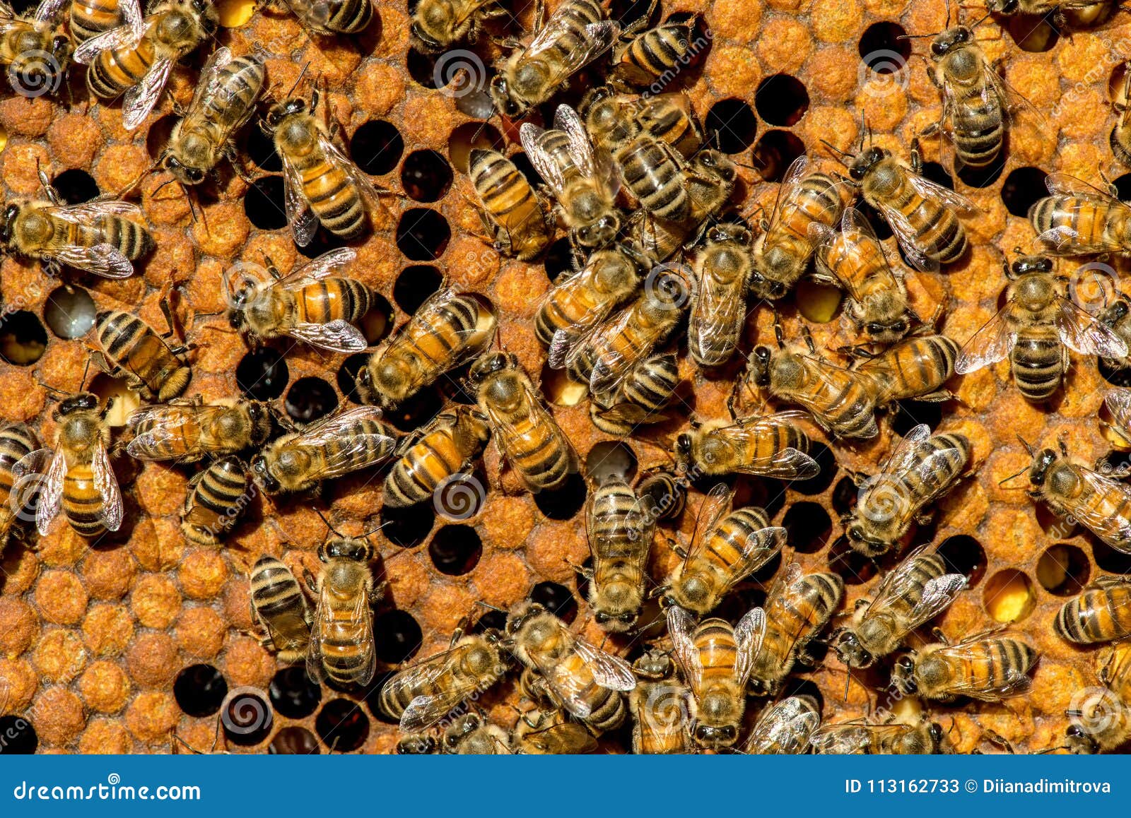 The queen bee swarm stock image. Image of cell, golden - 113162733