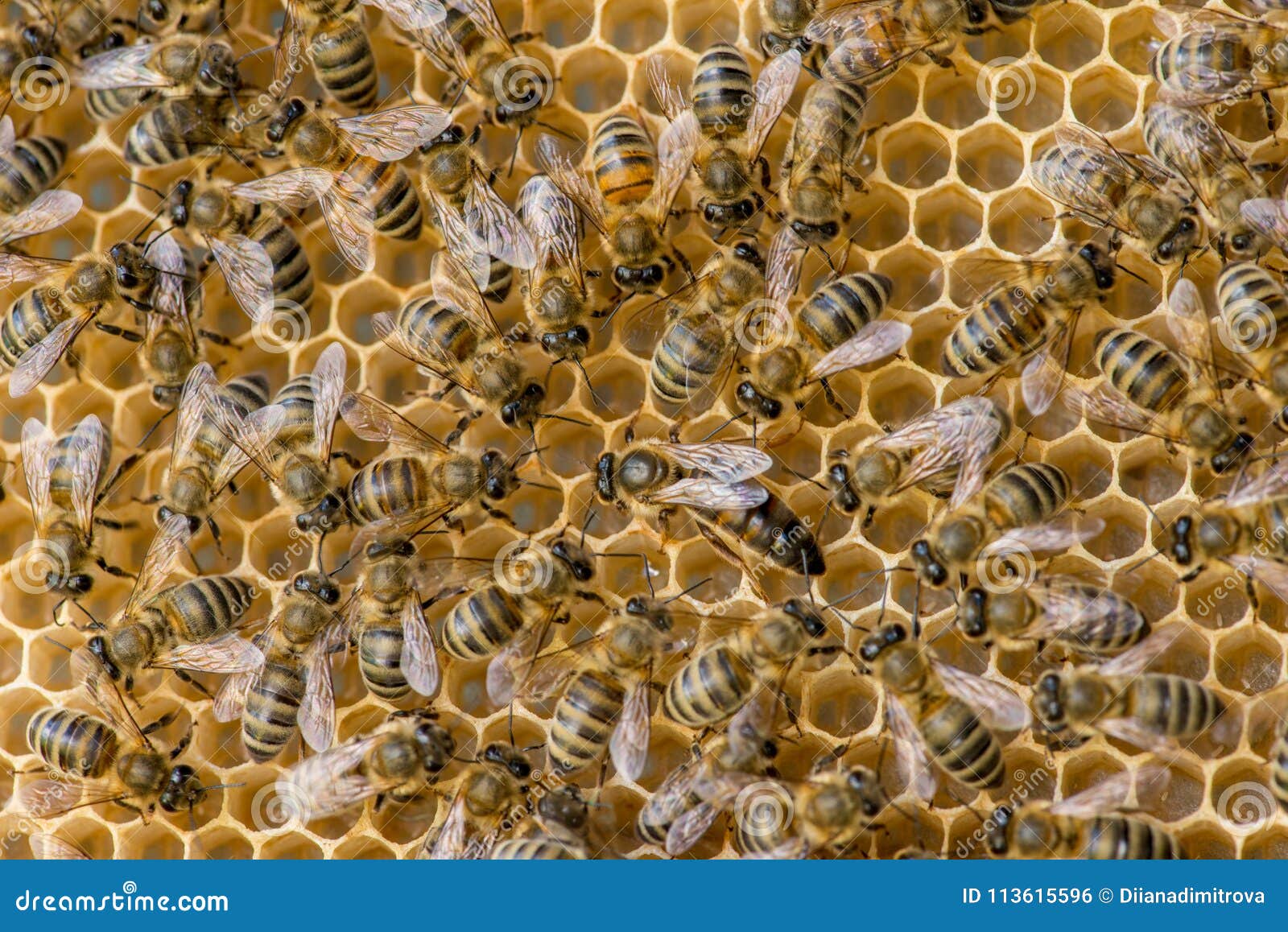 The queen bee swarm stock photo. Image of macro, closeup - 113615596