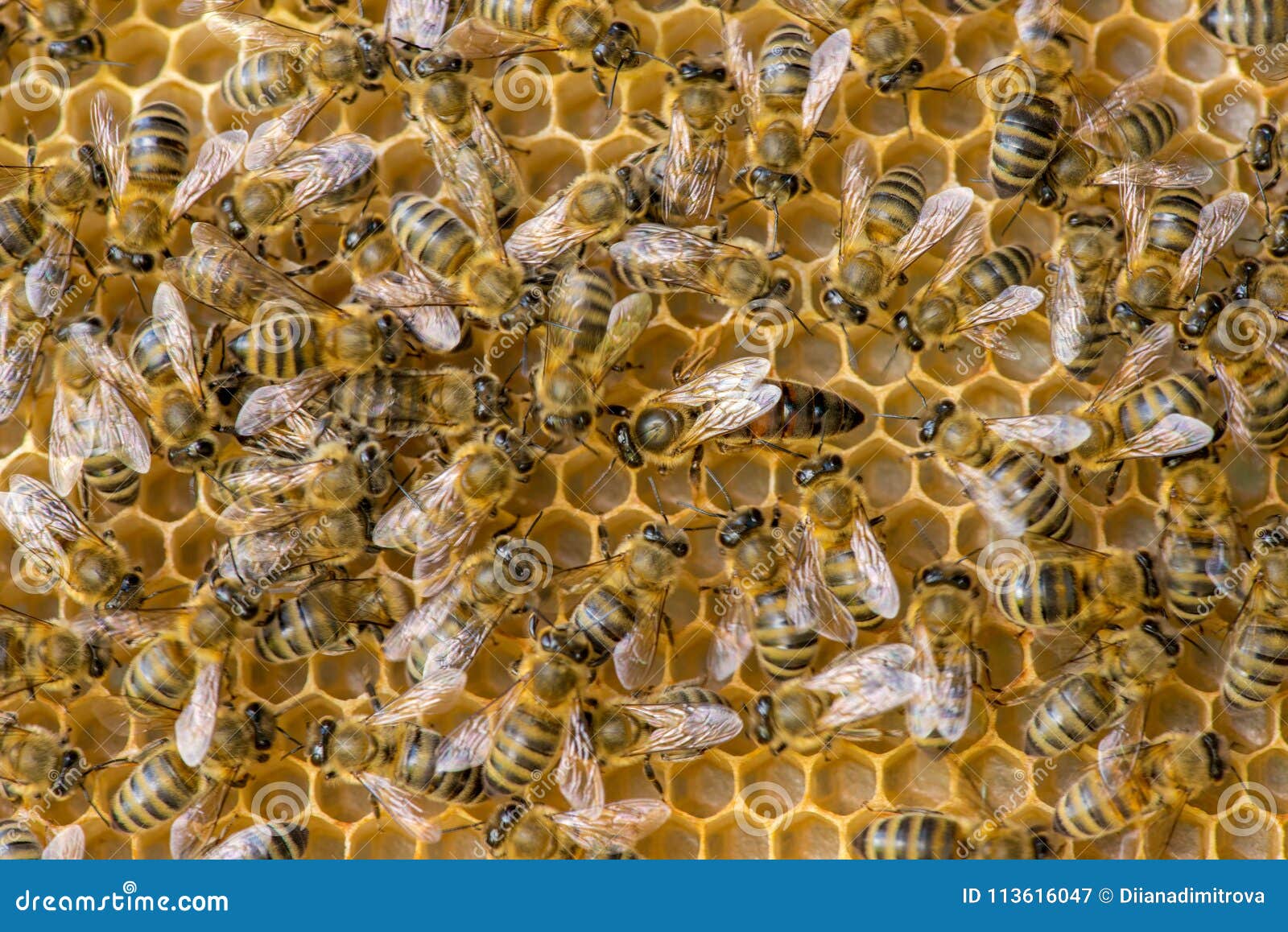 The queen bee swarm stock image. Image of honey, eating - 113616047