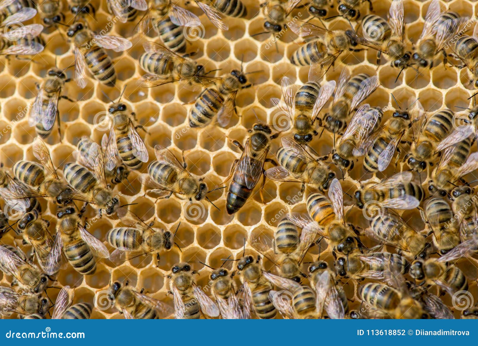 The queen bee swarm stock photo. Image of close, leadership - 113618852