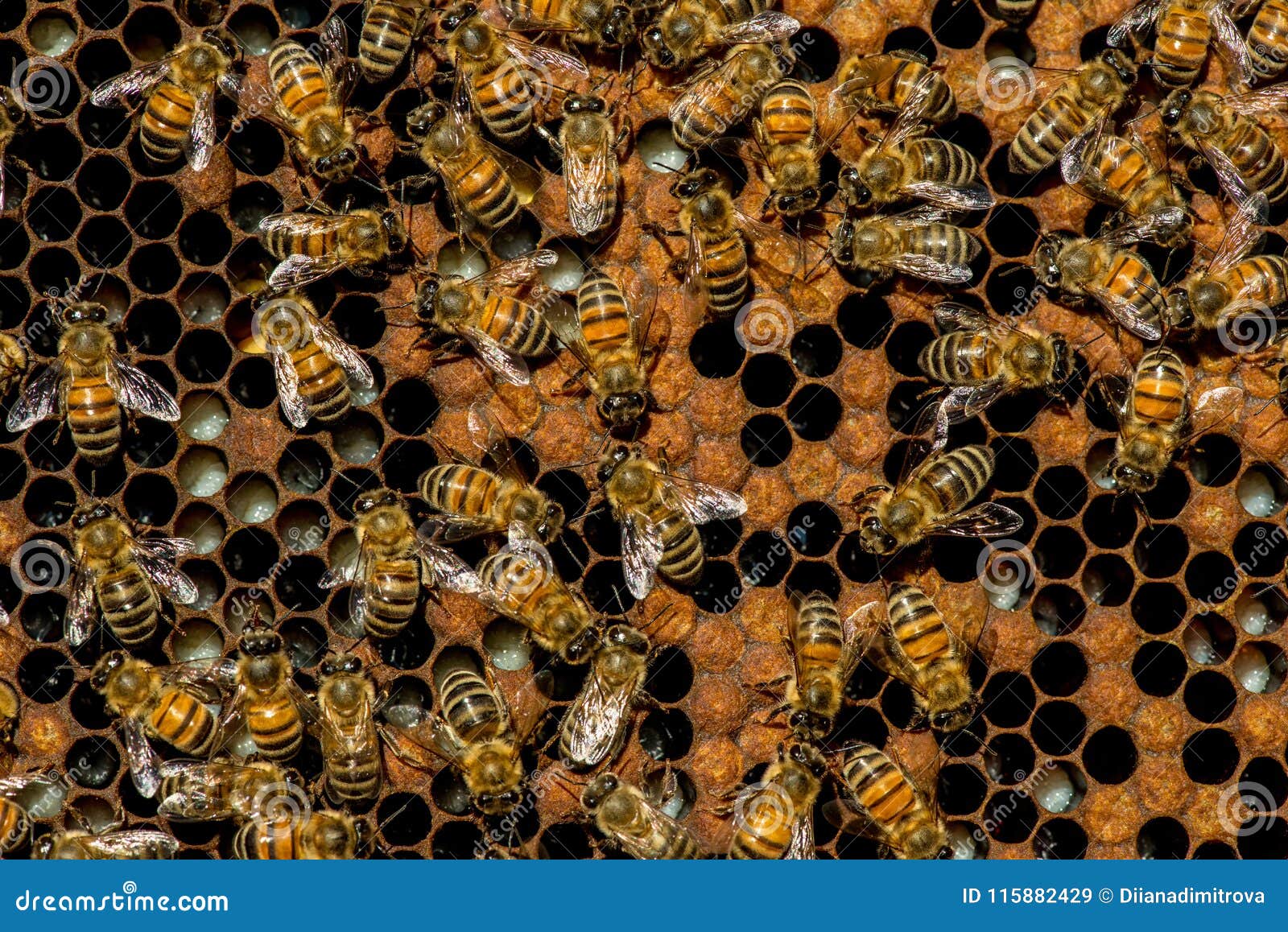 The queen bee swarm stock image. Image of backgrounds - 115882429