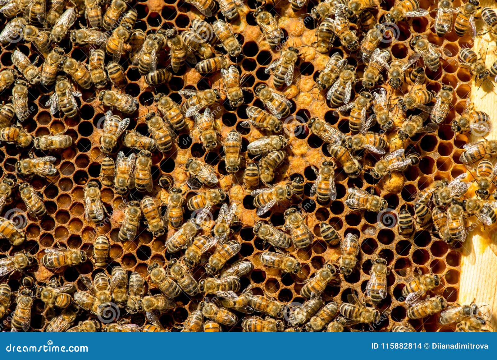The queen bee swarm stock photo. Image of eggs, food - 115882814