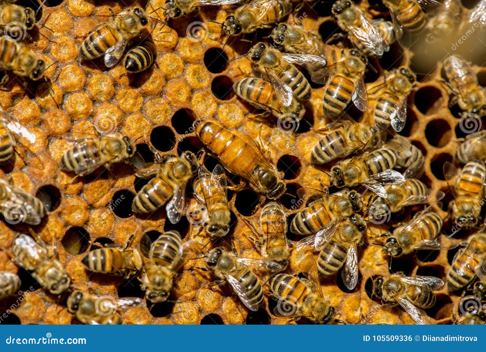 The queen bee swarm stock photo. Image of healthy, busy - 105509336